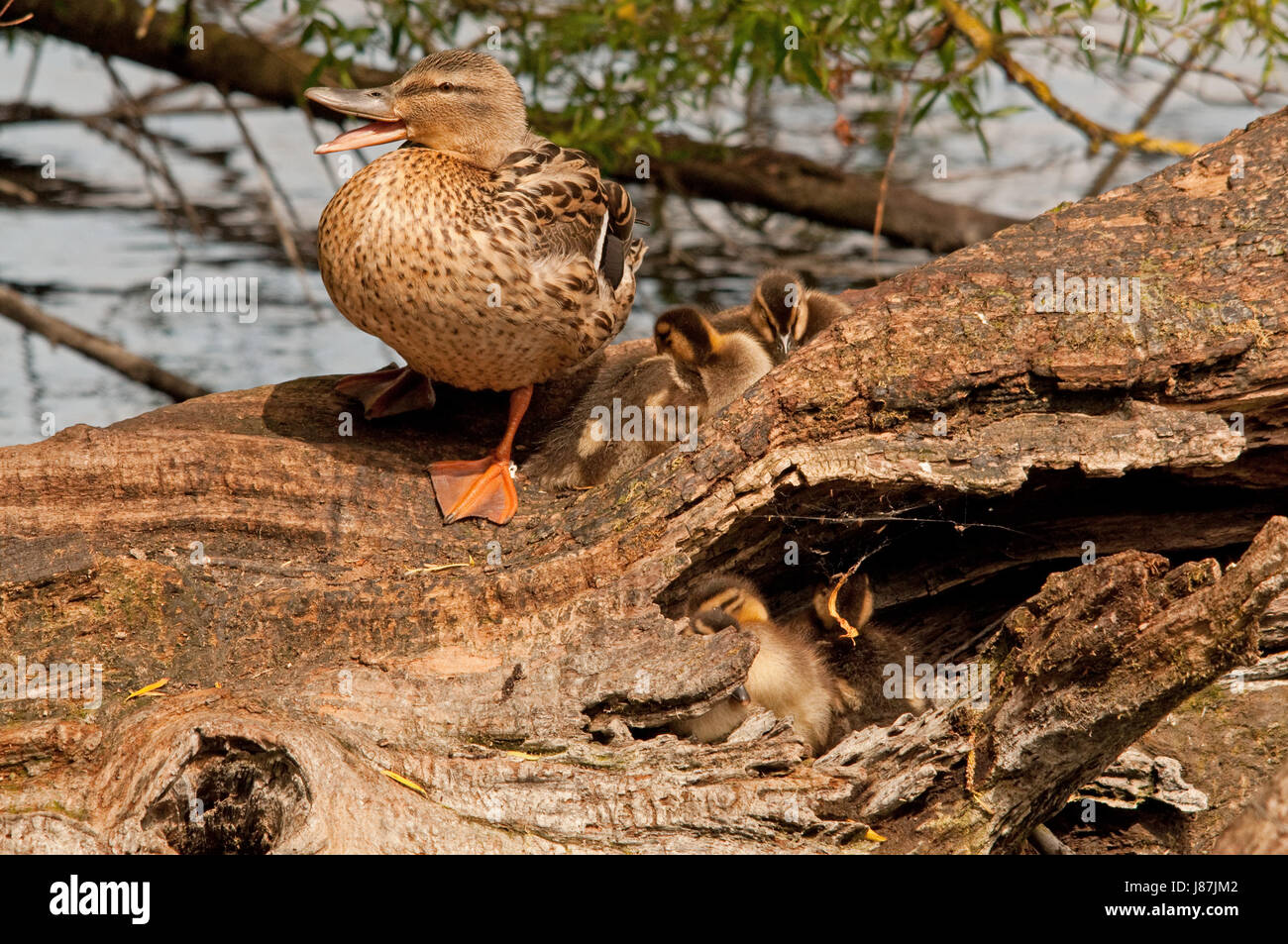 Female Mallard and Ducklings on a fallen tree trunk on Linlithgow Loch ...