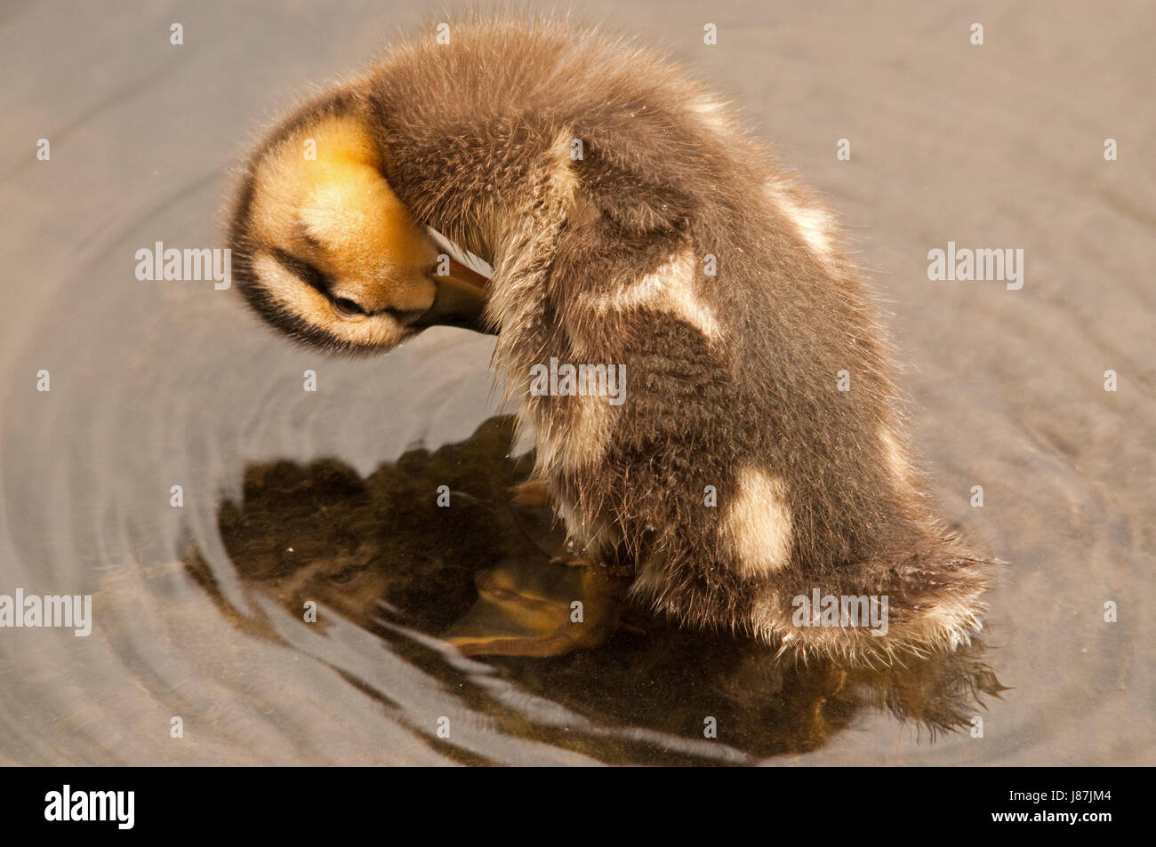 Mallard Duckling preening itself on Linlithgow Loch Stock Photo - Alamy