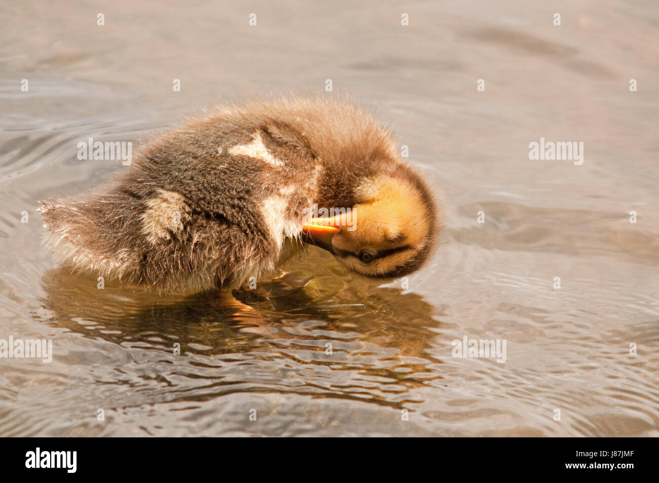 Mallard Duckling preening itself on Linlithgow Loch Stock Photo - Alamy