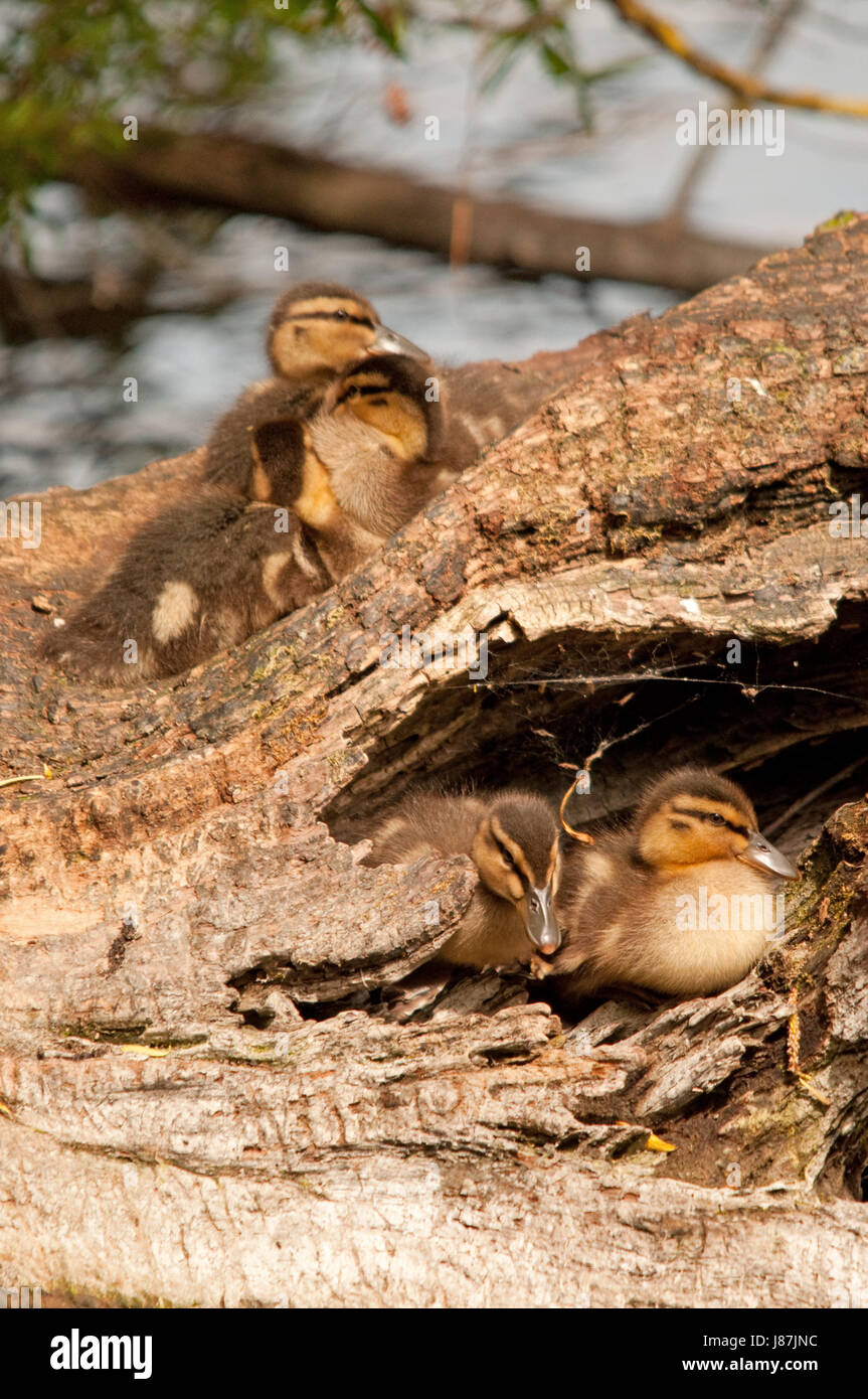 Mallard Ducklings within a tree trunk on Linlithgow Loch Stock Photo ...