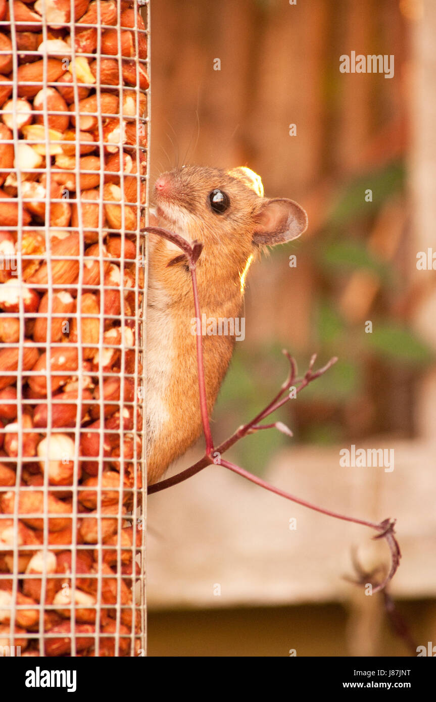 Foraging mouse hi-res stock photography and images - Alamy