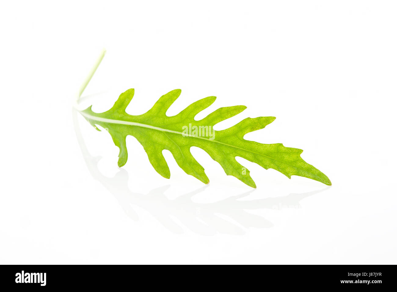 herb, food, aliment, leaf, isolated, boil, cooks, boiling, cooking ...