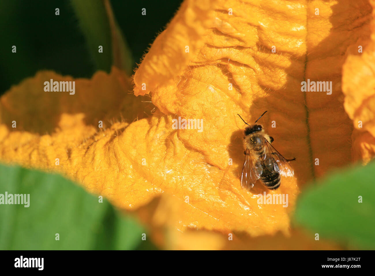insect, bloom, blossom, flourish, flourishing, pumpkin, bee, macro ...