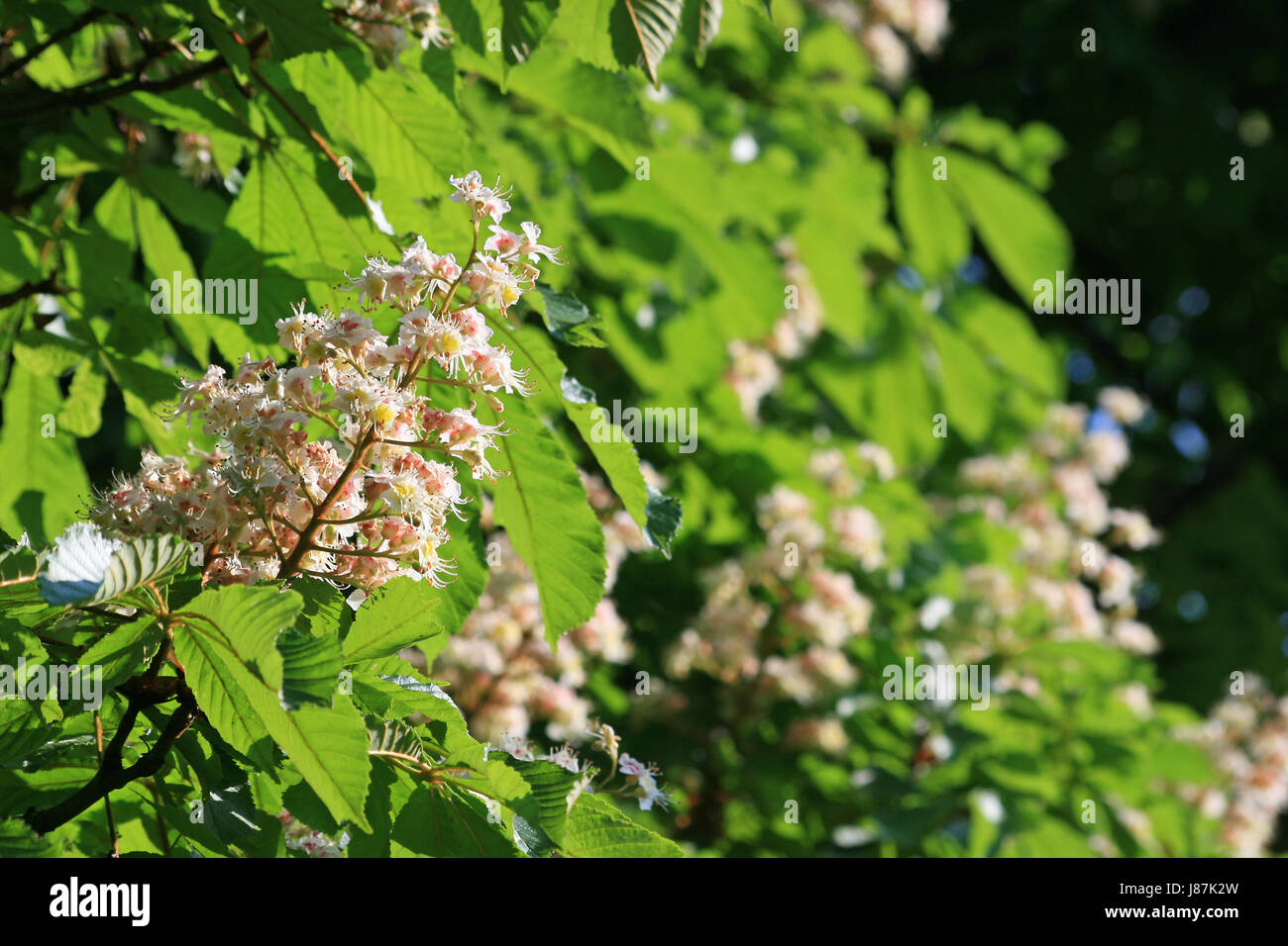 tree, bloom, blossom, flourish, flourishing, candle, chestnut tree ...