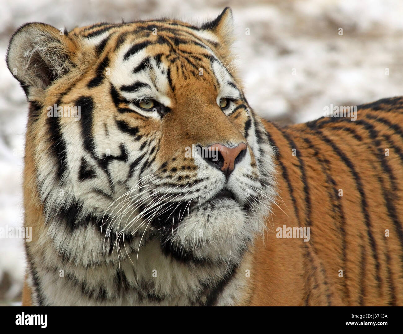 Wwf russia hi-res stock photography and images - Alamy
