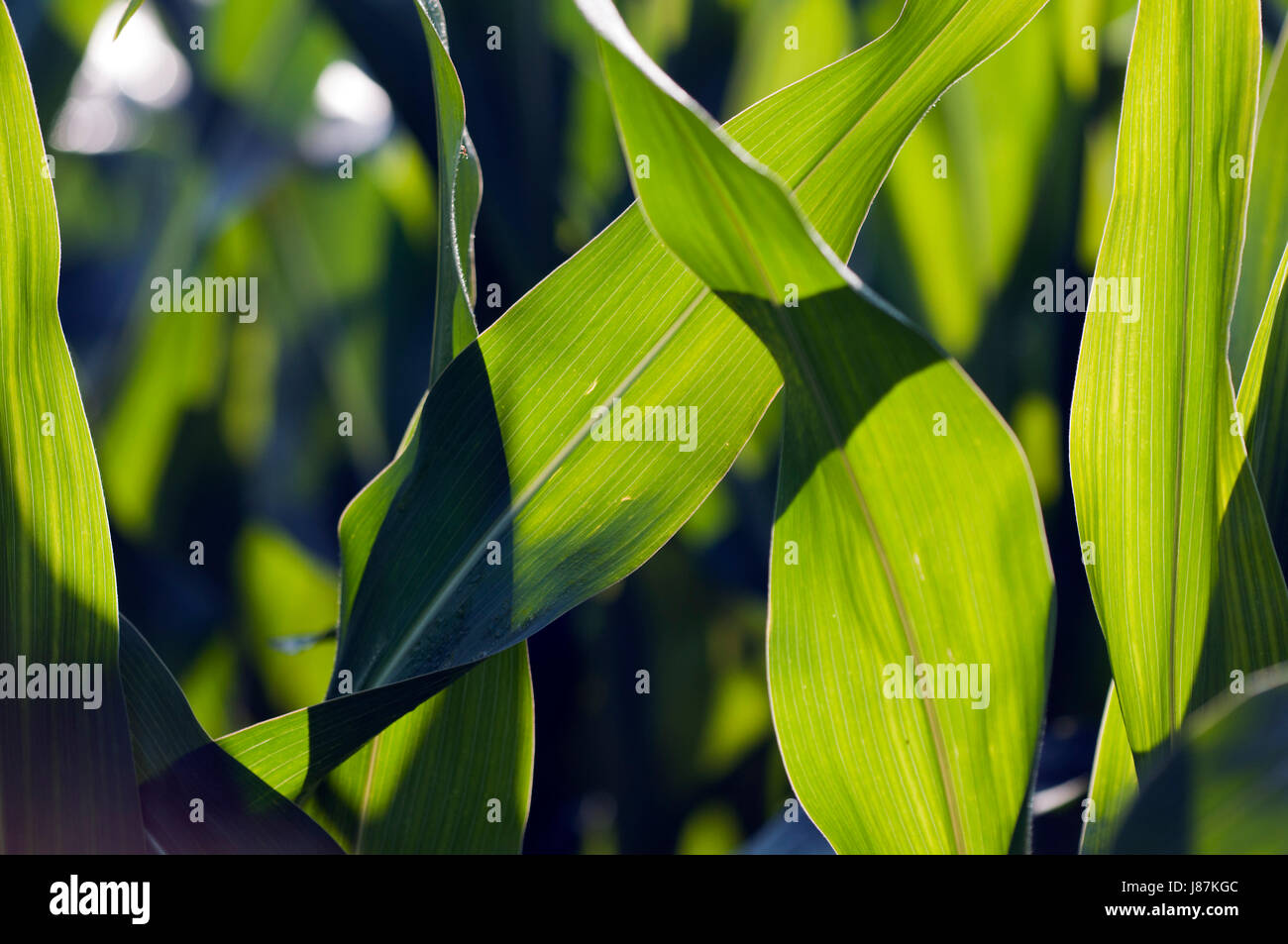 energy, power, electricity, electric power, corn, climate, cornfield ...
