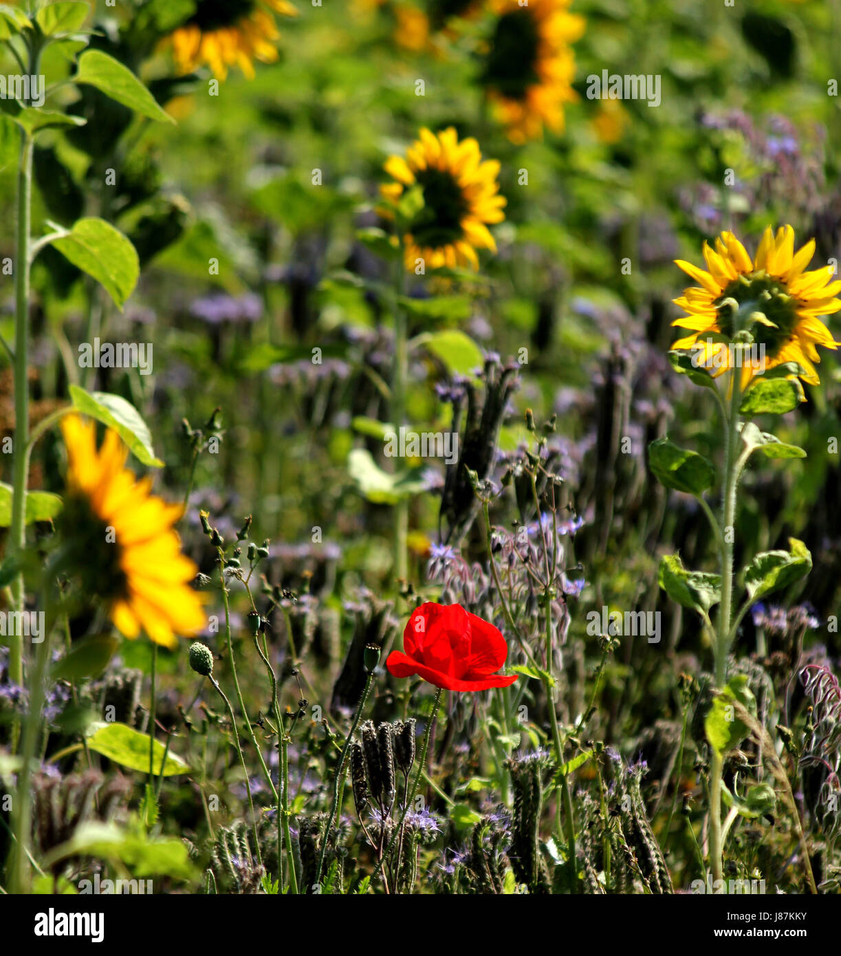 poppy in sunflower field Stock Photo - Alamy