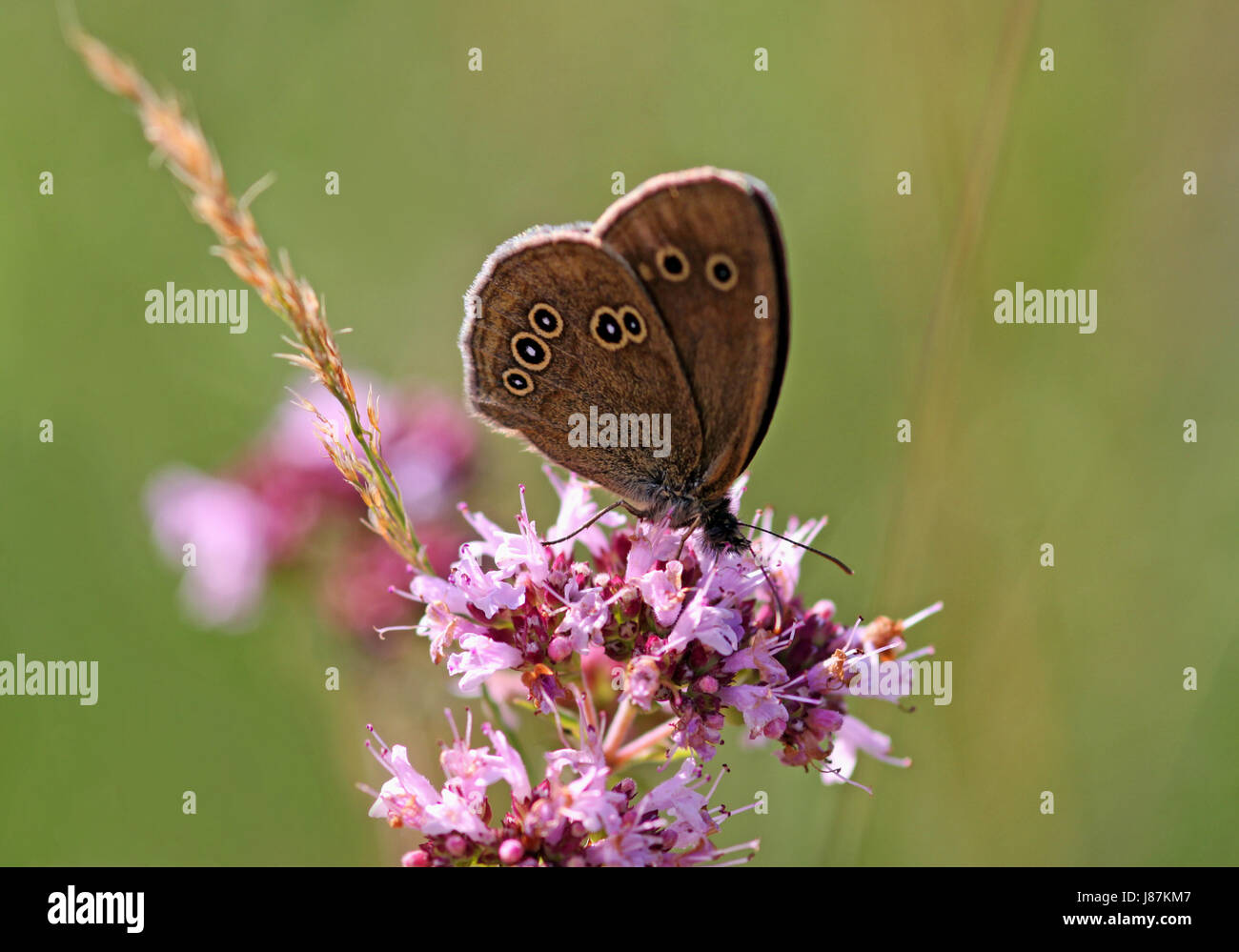 Chimney sweeper hi-res stock photography and images - Alamy