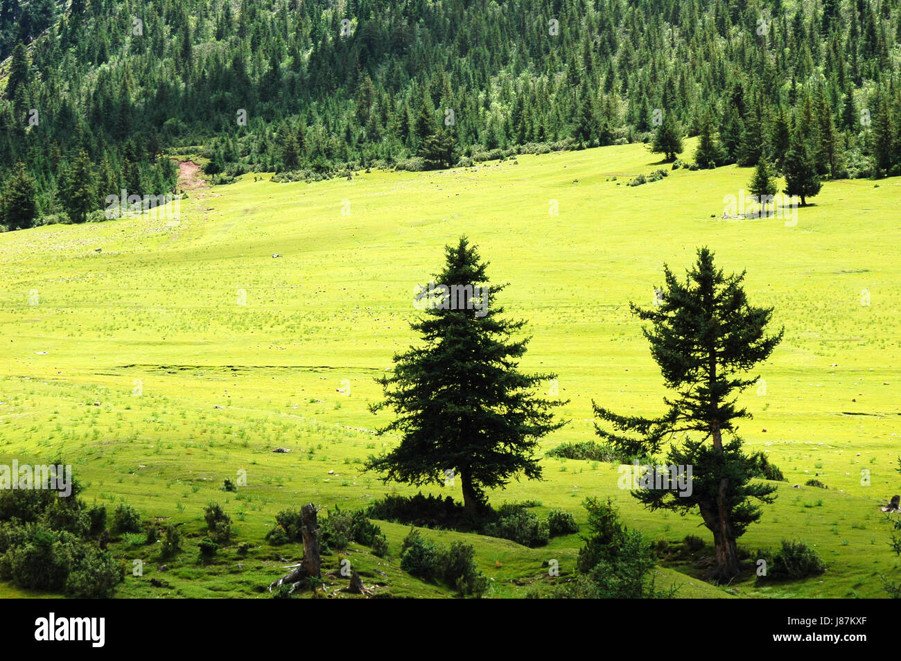 beautiful, beauteously, nice, environment, enviroment, colour, tree ...