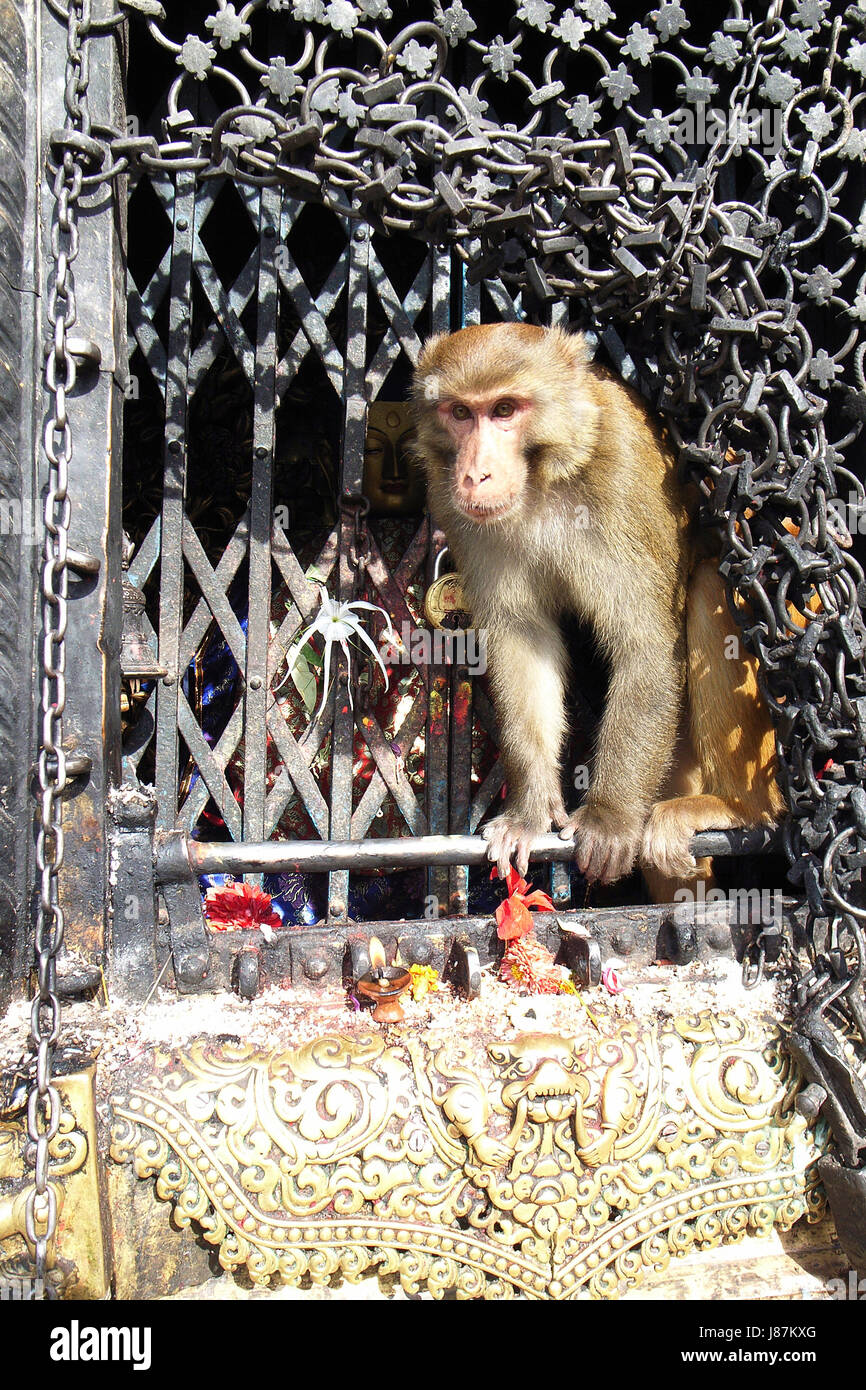 travel, detail, religion, religious, temple, culture, animal, asia ...