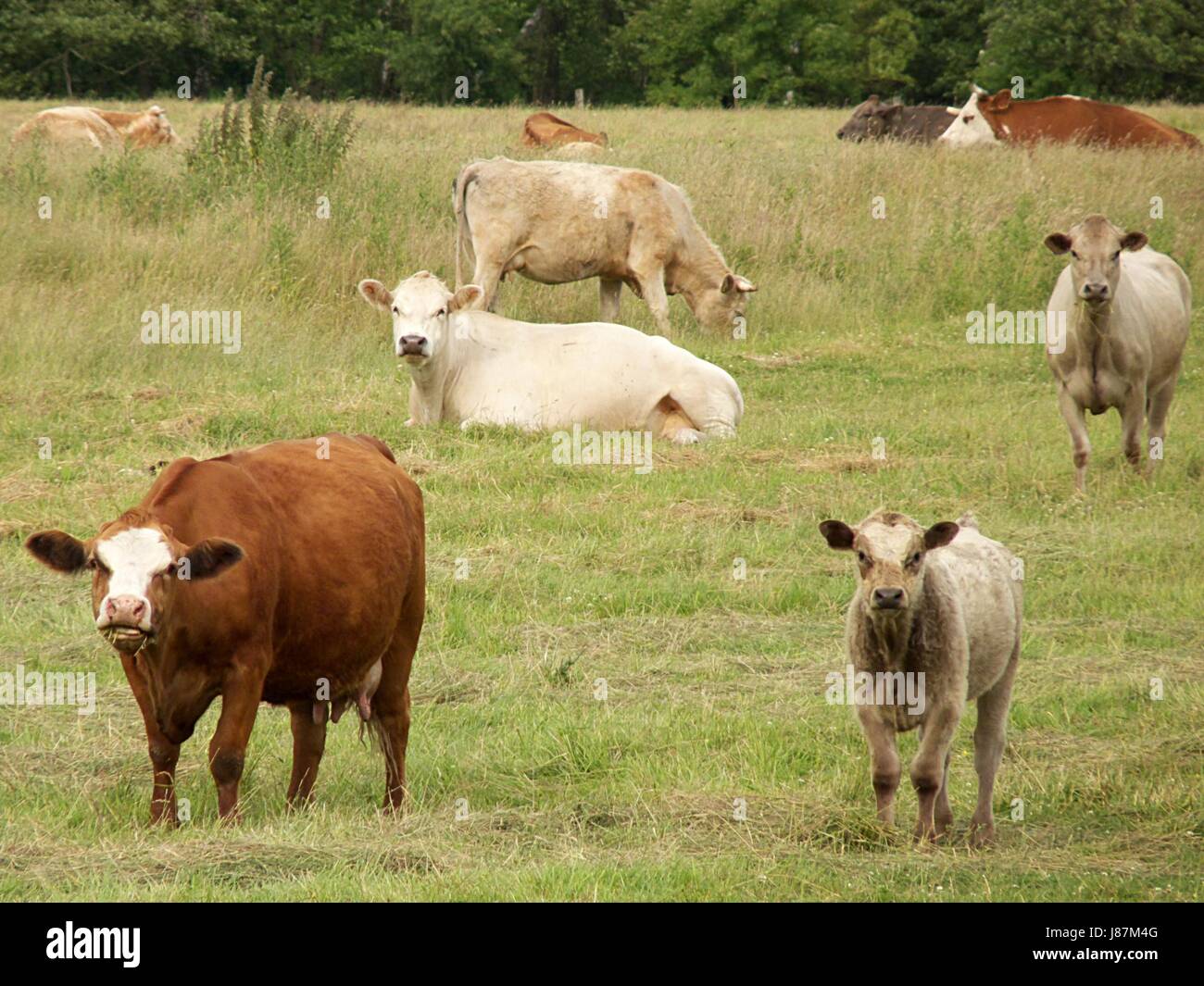 farm, farmer, organic, rearing, meat, animal, agriculture, farming ...