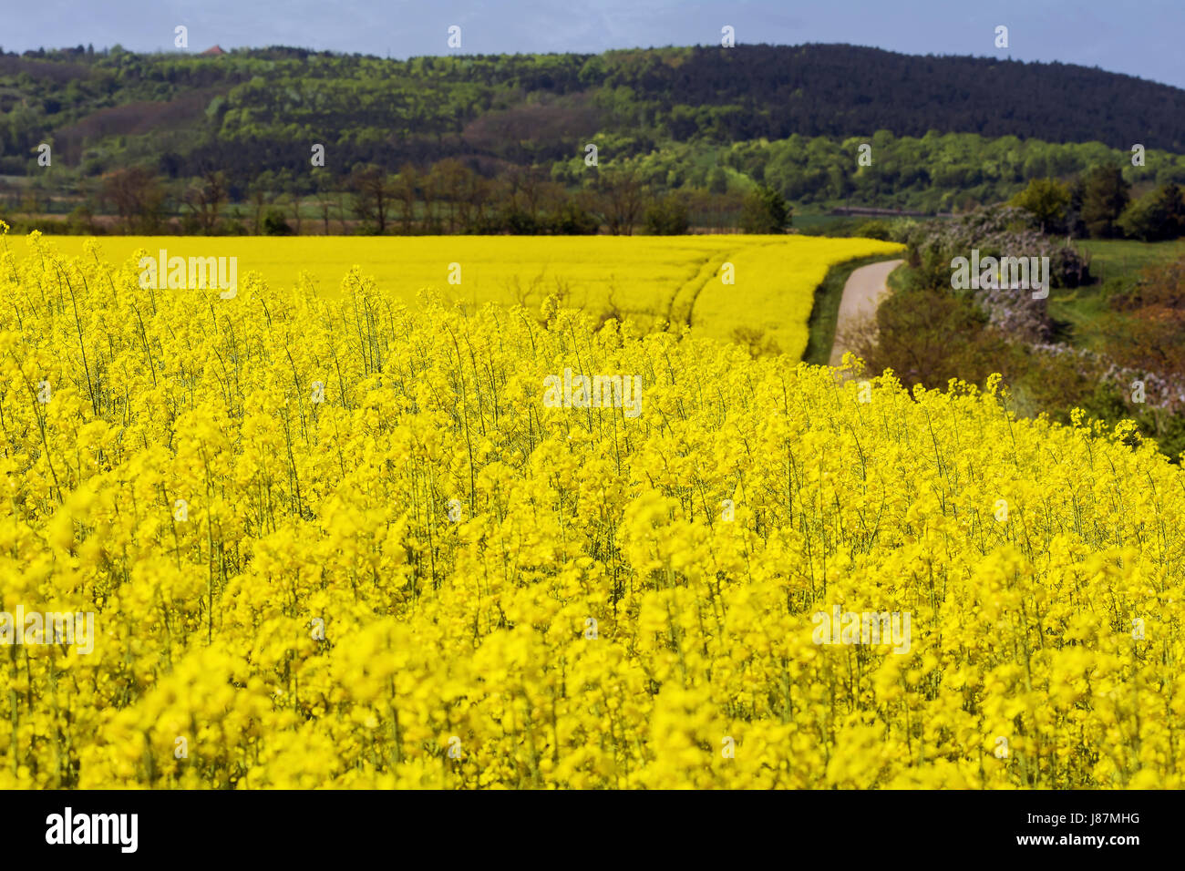 Raps field,Oil-seed rape, Brassica napus oleifera,Yellow Stock Photo ...