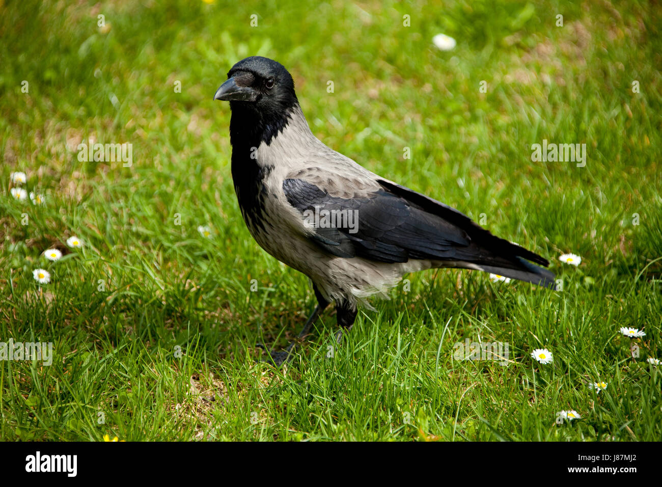 beak, crow, raven, beaks, grey, gray, bird, green, fauna, black ...