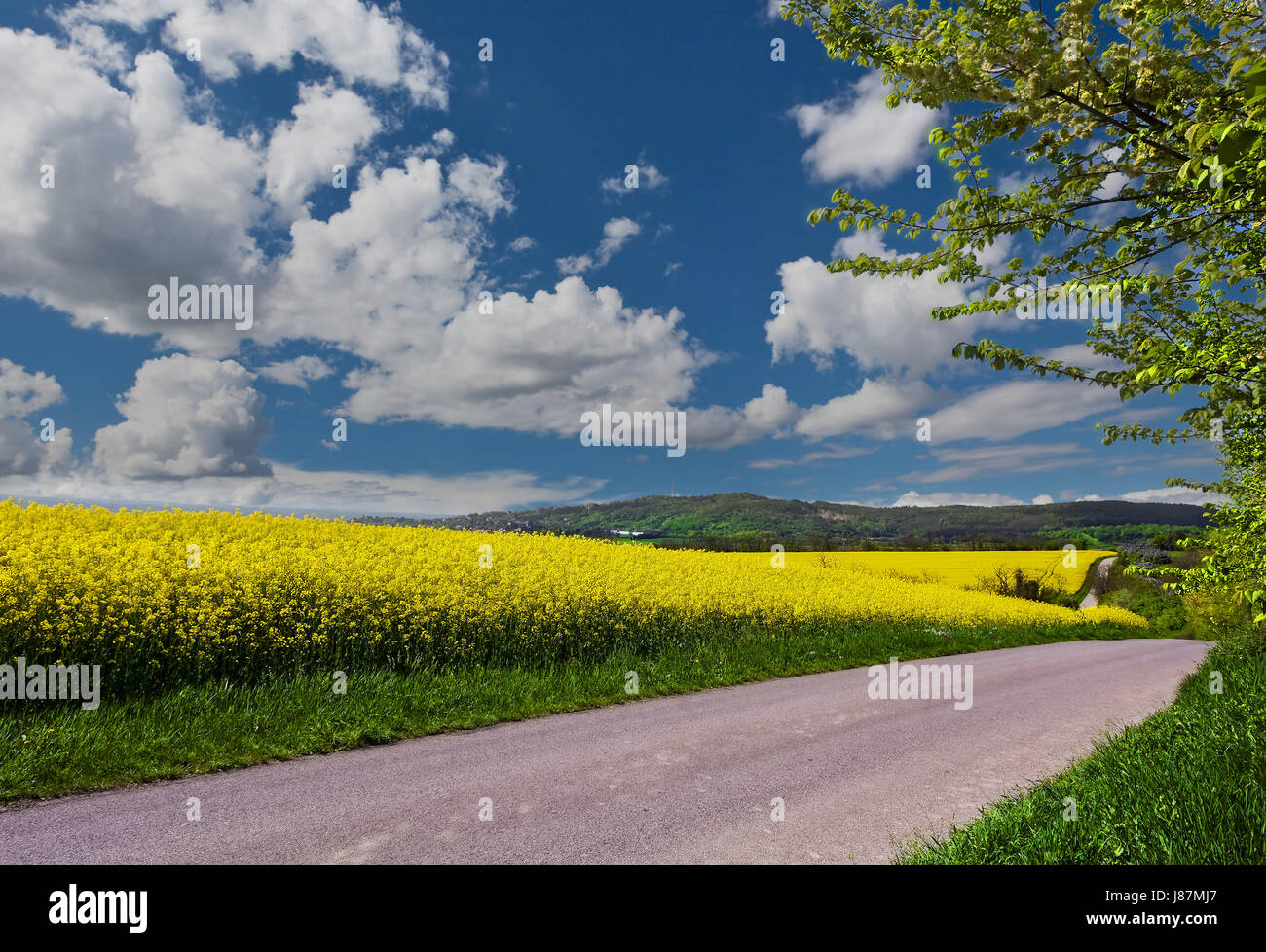 Raps field,Oil-seed rape, Brassica napus oleifera,Yellow Stock Photo ...