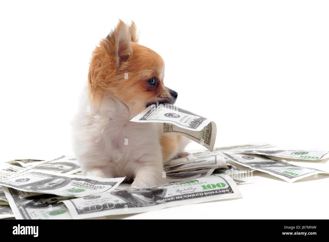 Animals Holding Money