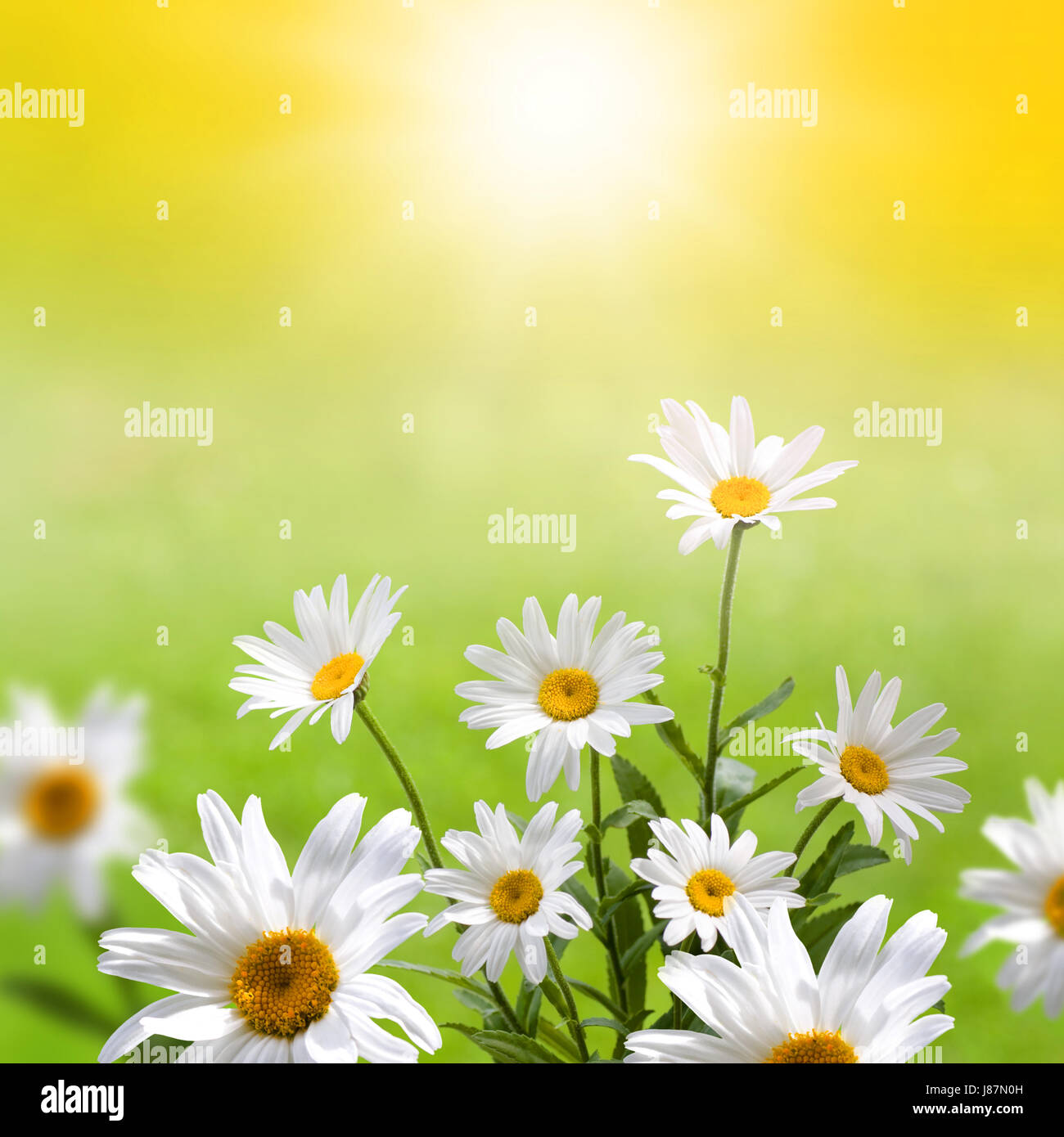 flower, plant, flowers, spring, flower meadow, daisy, backdrop ...