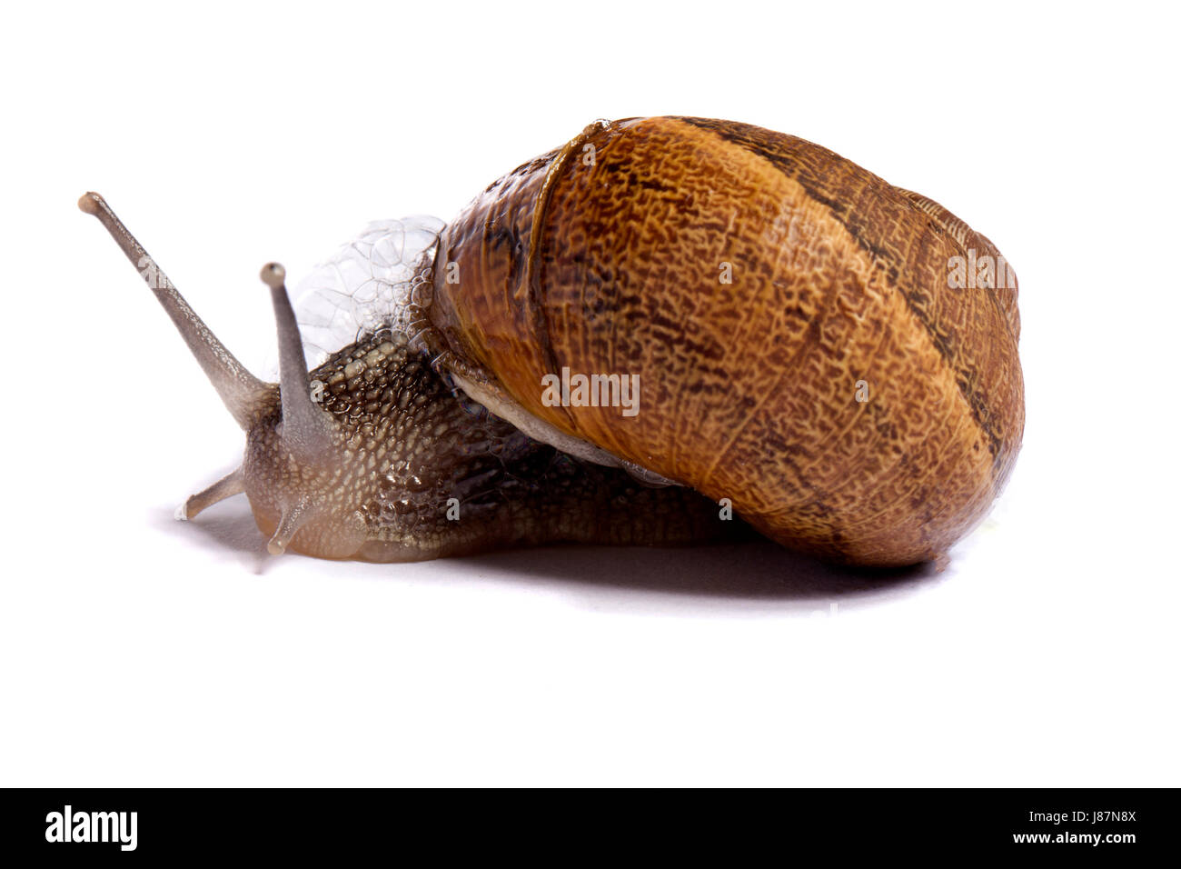 motion, postponement, moving, movement, isolated, animal, scrabble ...