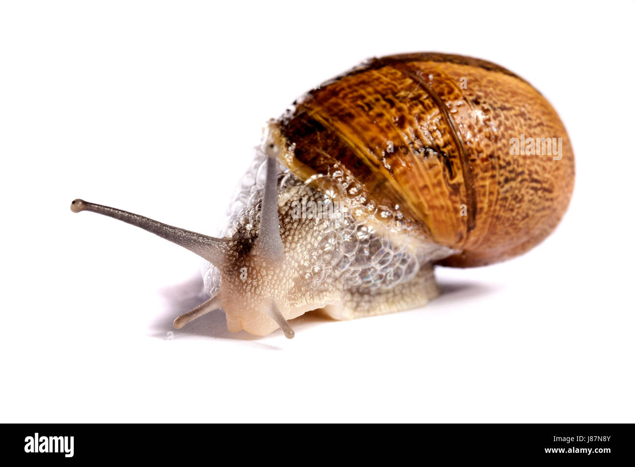 motion, postponement, moving, movement, isolated, animal, scrabble ...