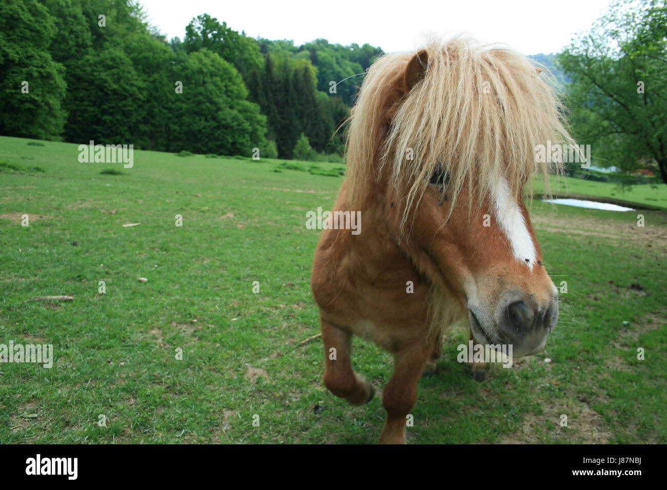Ponny High Resolution Stock Photography and Images - Alamy