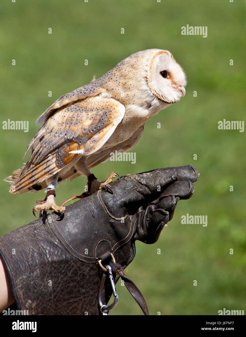 beautiful, beauteously, nice, animal, bird, night, nighttime, wild ...