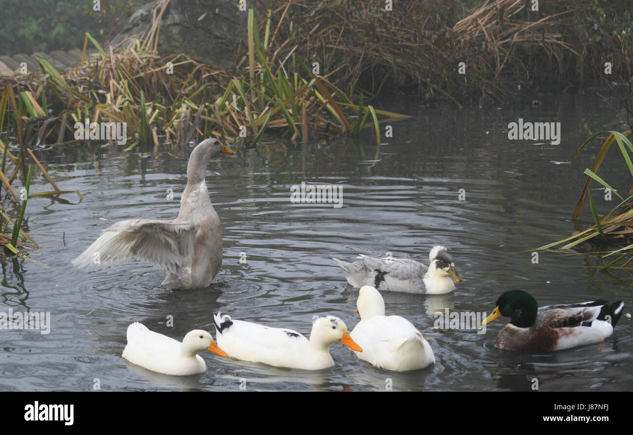 animal, bird, birds, duck, waterfowls, waterfowl, water, macro, close ...