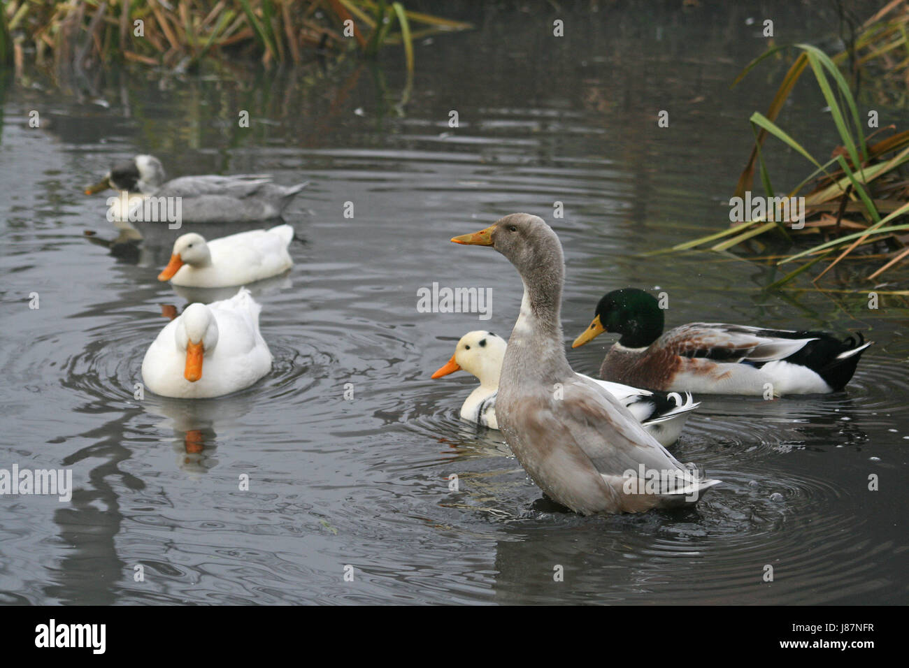 ducks in water Stock Photo - Alamy