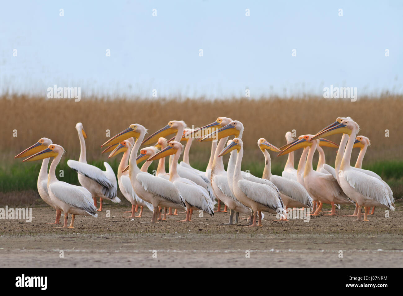 bird, wild, beak, danube, fishing, pelican, reservation, fresh water ...
