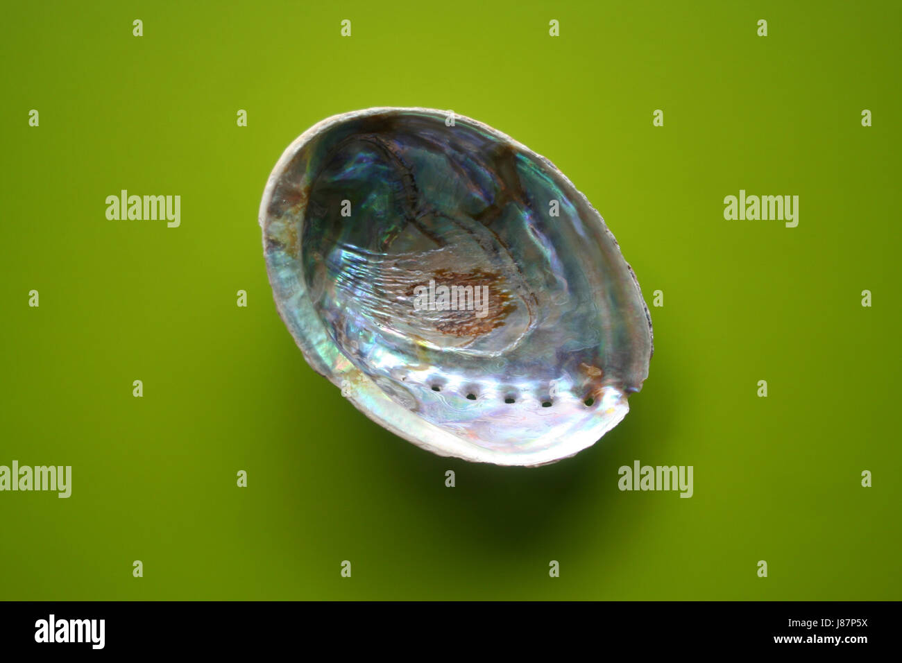 Sea snail shell hi-res stock photography and images - Alamy