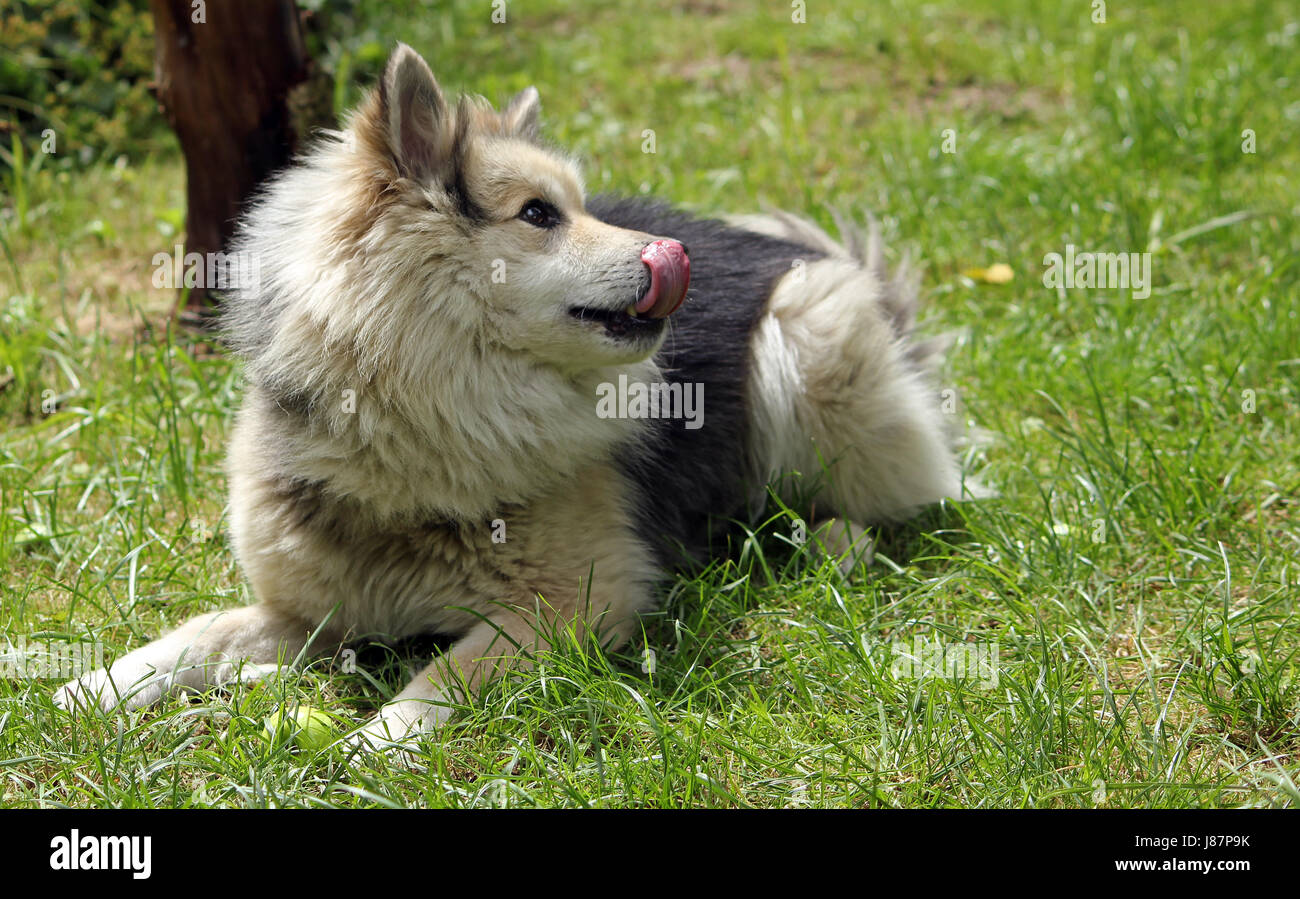 animal, eyes, hairs, ears, skin, dog, pointed, german sheperd, german ...