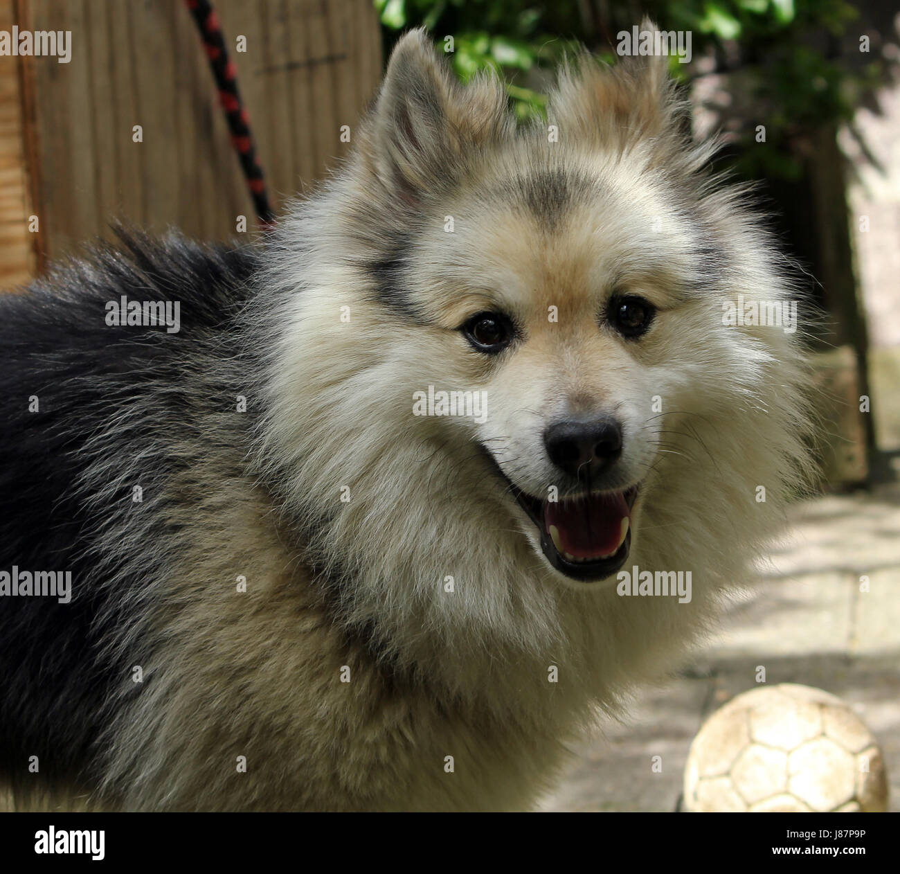 animal, eyes, hairs, ears, skin, dog, pointed, german sheperd, german ...