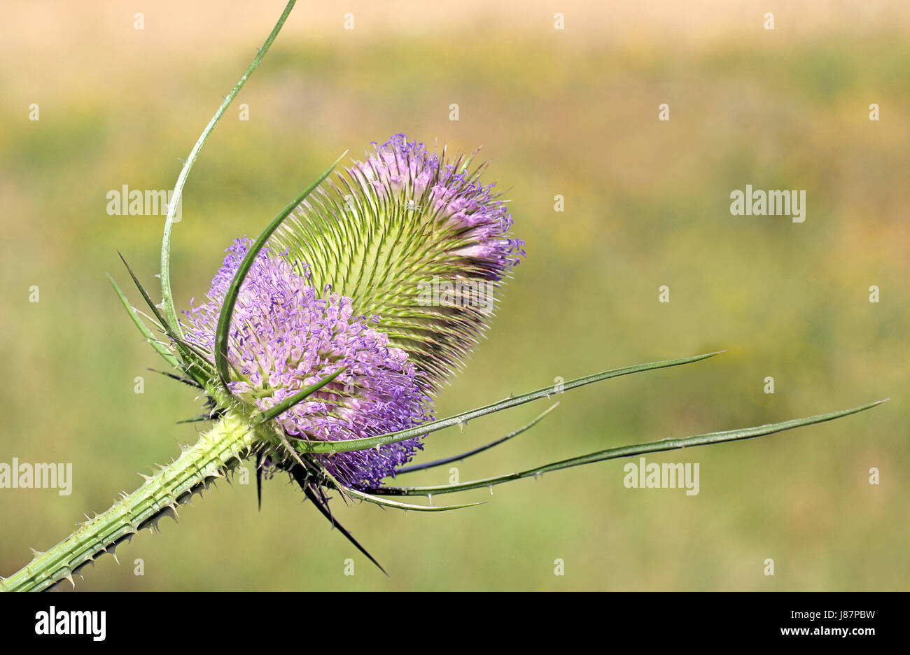 Spiny teasel hi-res stock photography and images - Alamy
