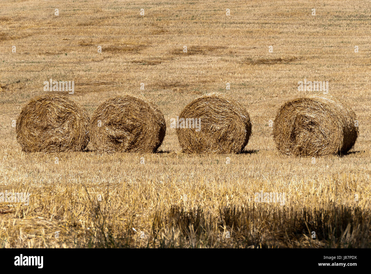 agriculture, farming, field, summer, summerly, harvest, wheat, hay ...