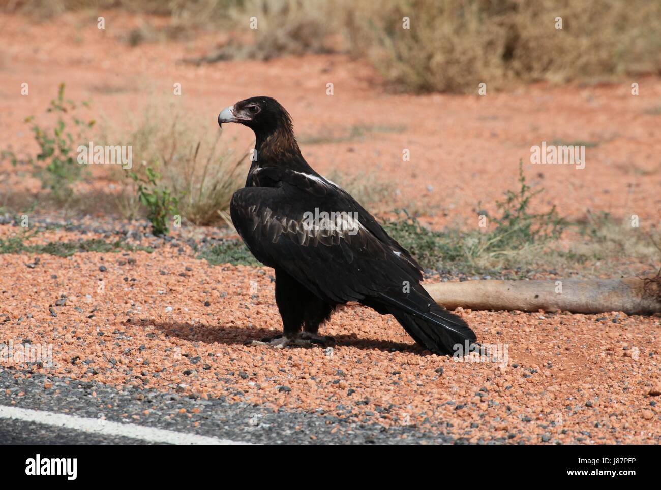 raptor, australia, raptor, australia, kangaroo, carrion ...