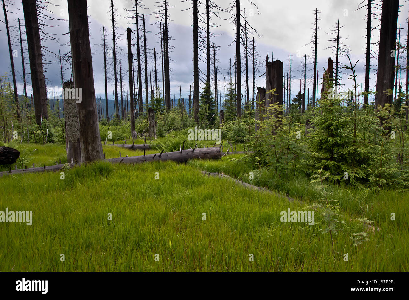 national park, virgin forest, bavaria, germany, german federal republic ...
