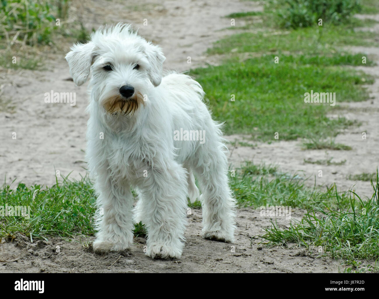 pet, pets, dog, dogs, animal, pet, animals, pets, dog, dogs, white ...