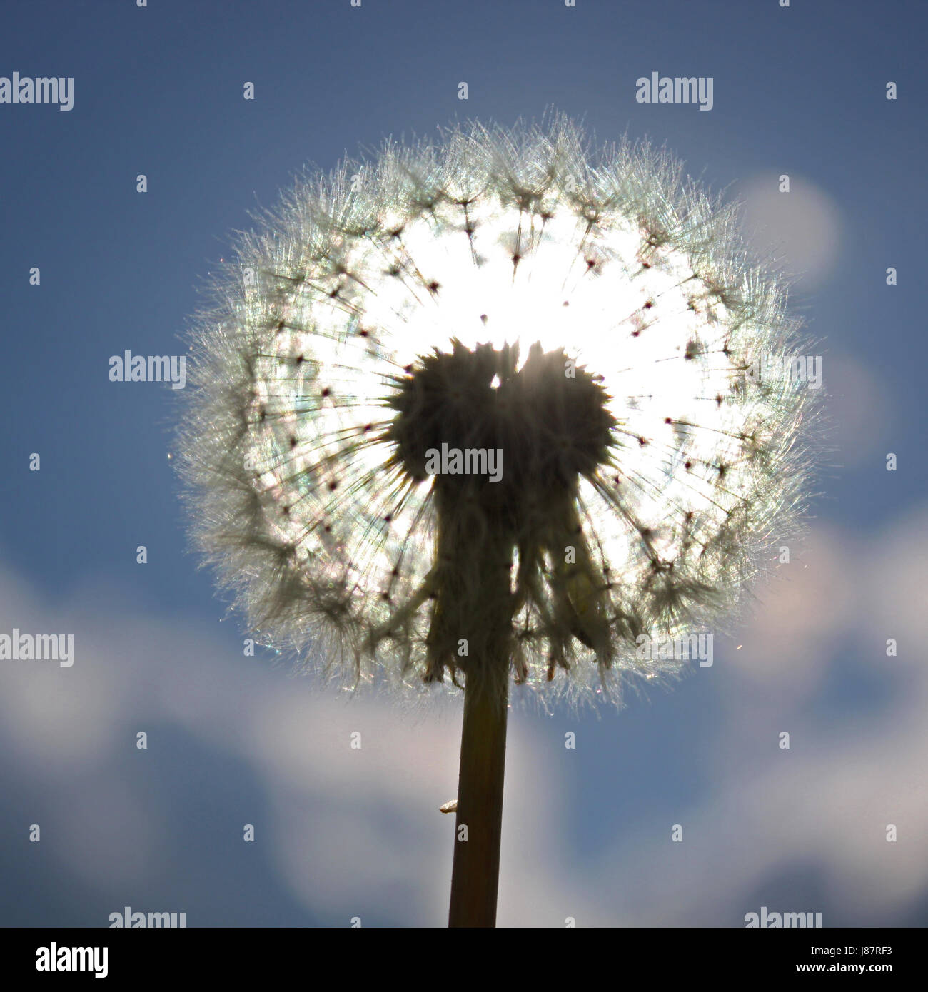blue, tree, green, bloom, blossom, flourish, flourishing, agriculture ...