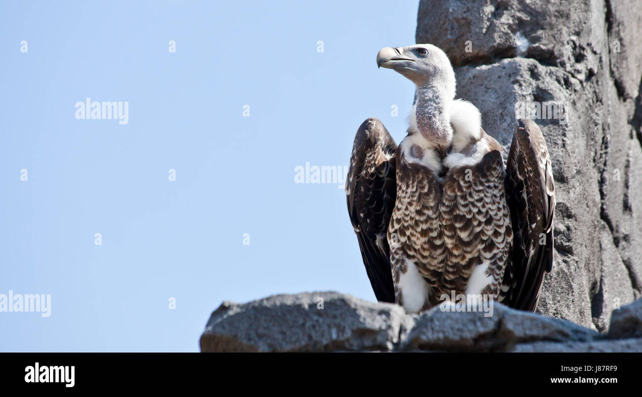 closeup, animal, bird, brown, brownish, brunette, wild, africa, sad ...
