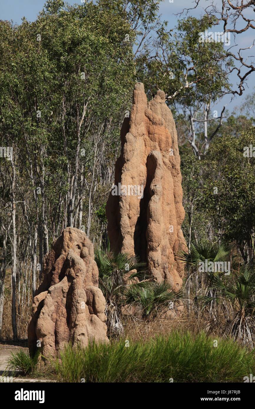 national park, australia, termites, termite hill, australia, termites ...