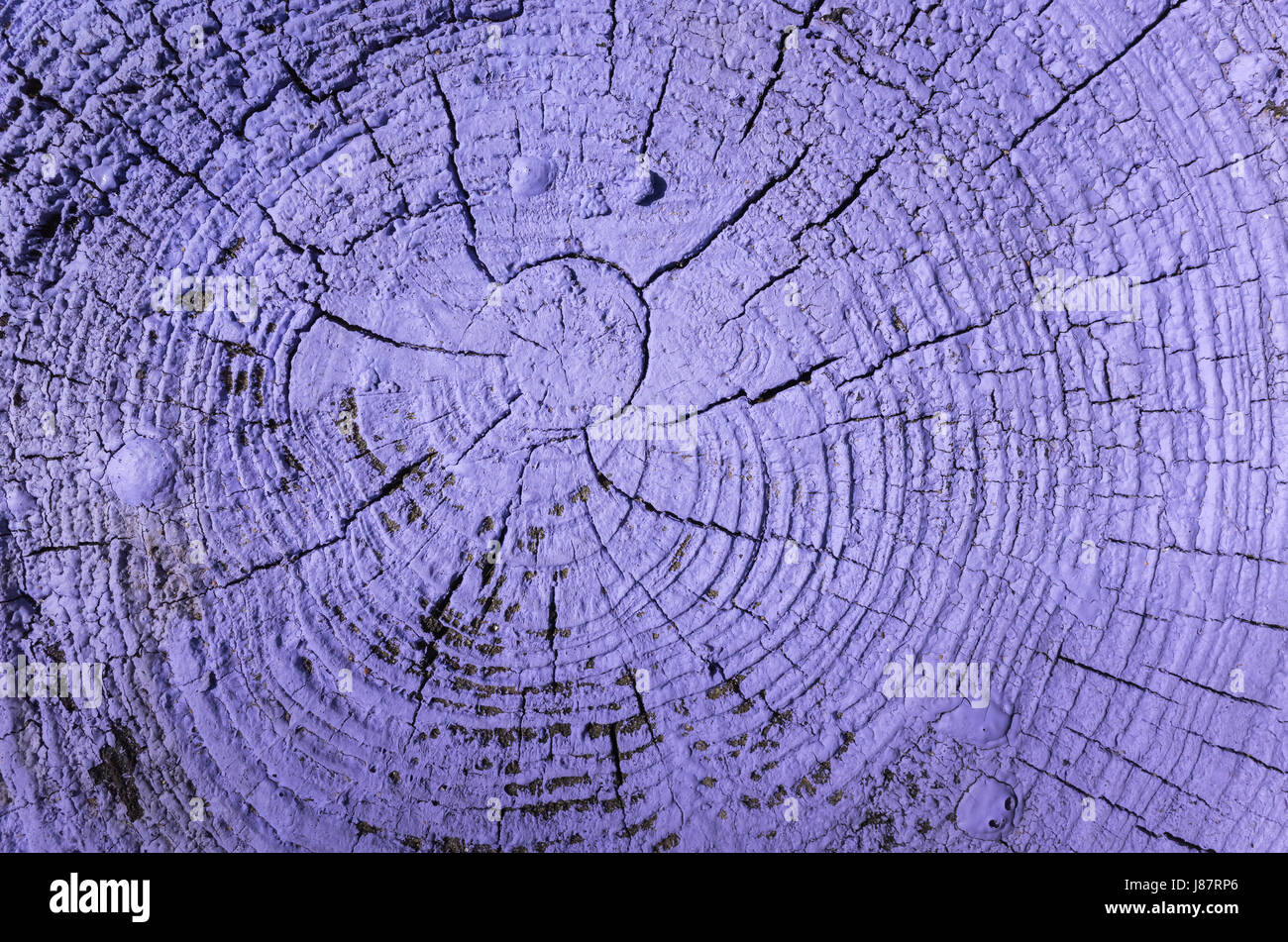 Circular pattern of old wooden log section painted in purple Stock ...