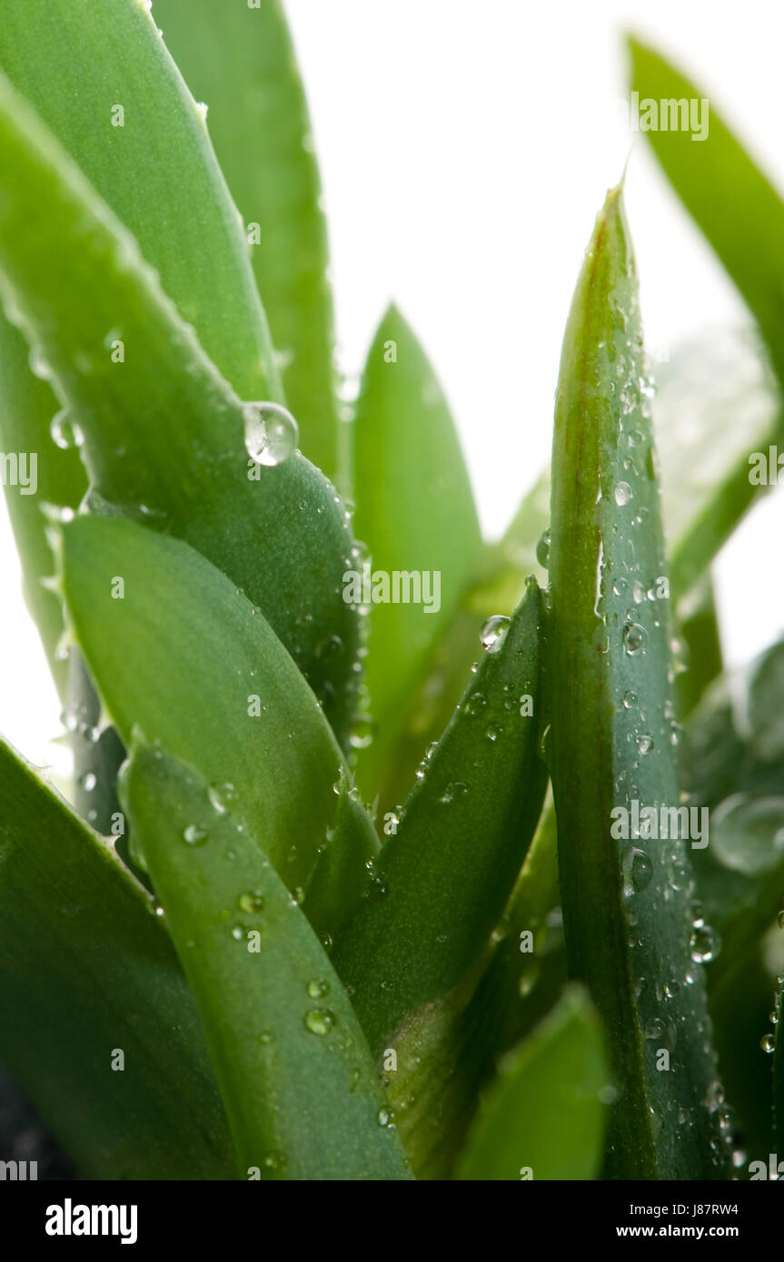 health, juice, herb, plant, leaf, health, isolated, tree, skin, prickle ...