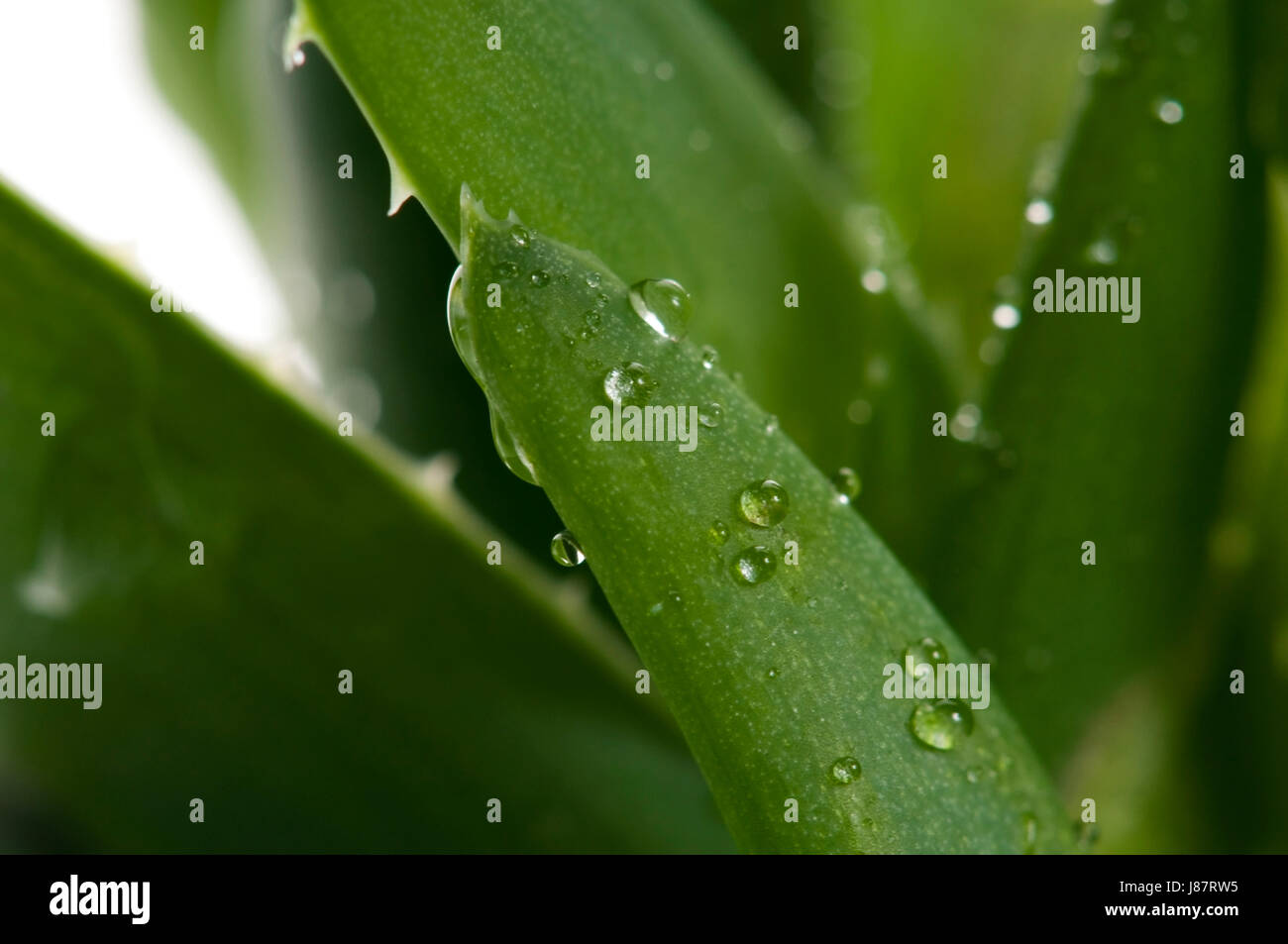 health, juice, herb, plant, leaf, health, isolated, tree, skin, prickle ...