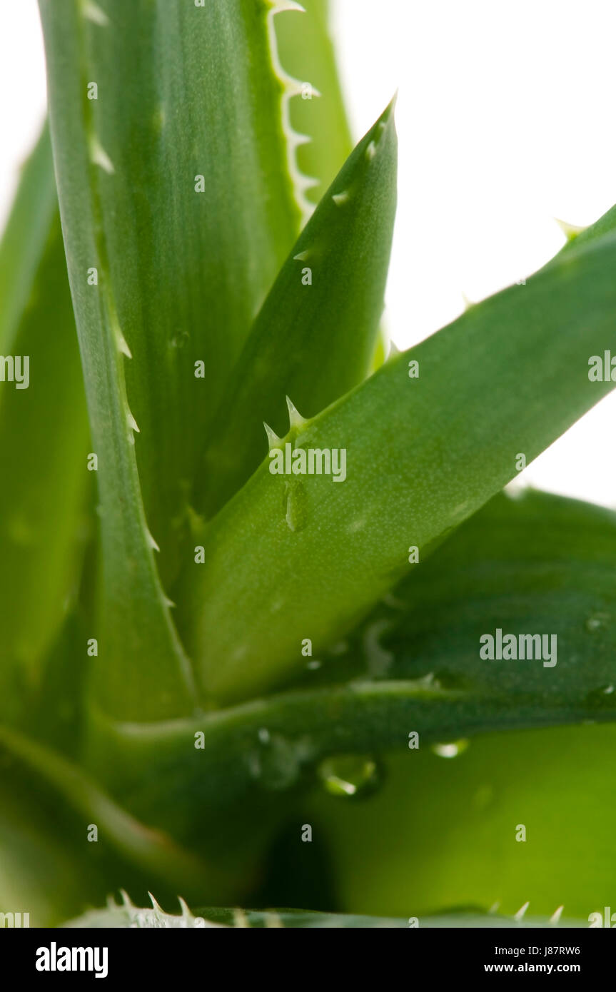 health, juice, herb, plant, leaf, health, isolated, tree, skin, prickle ...