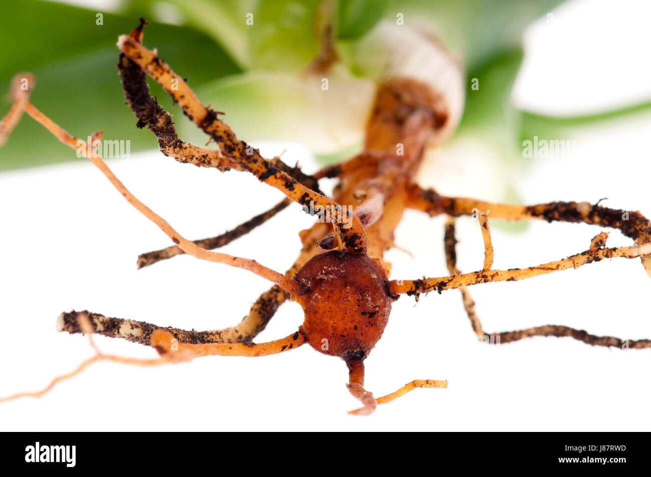 health, juice, herb, plant, leaf, health, isolated, tree, skin, prickle ...