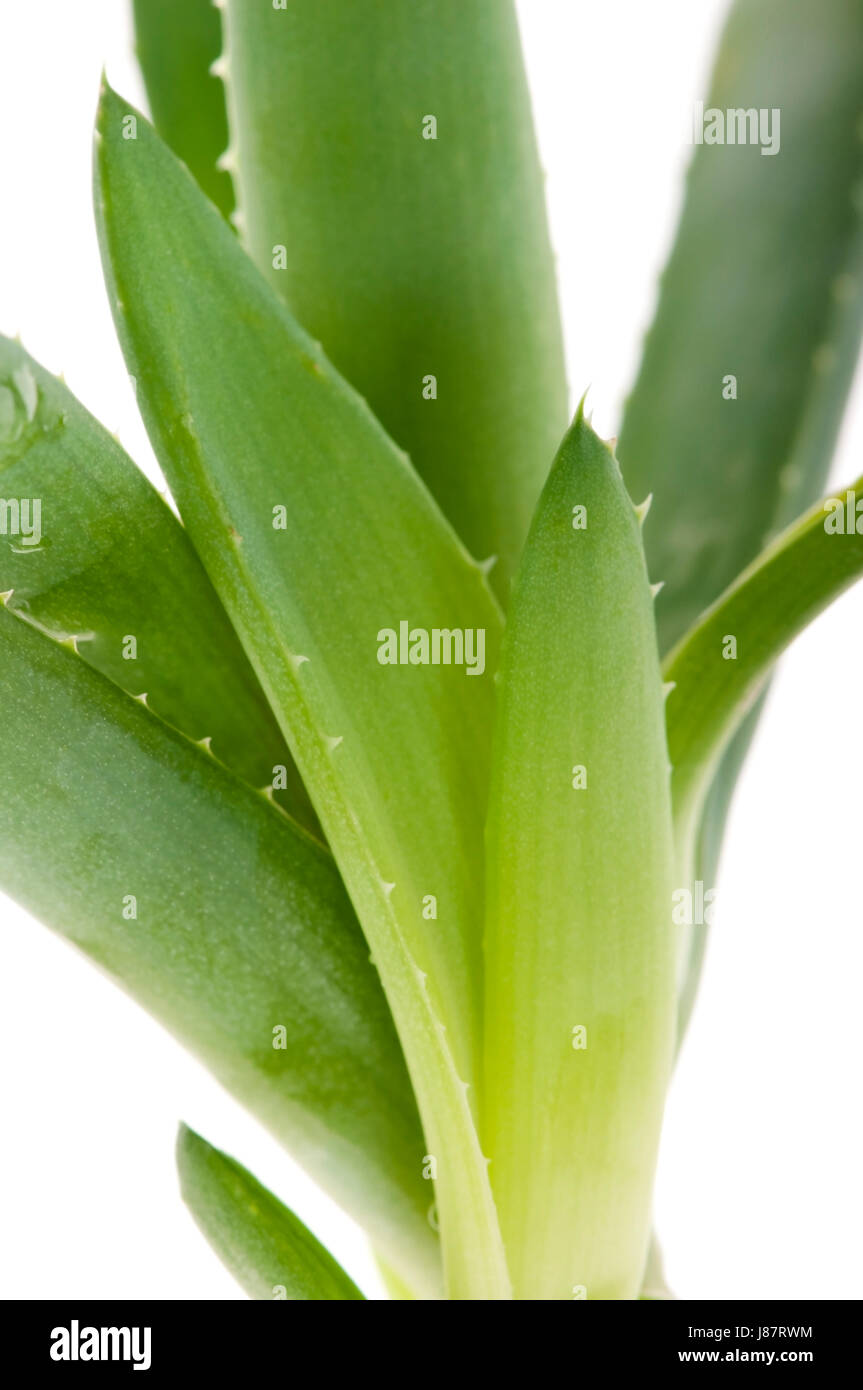 health, juice, herb, plant, leaf, health, isolated, tree, skin, prickle ...