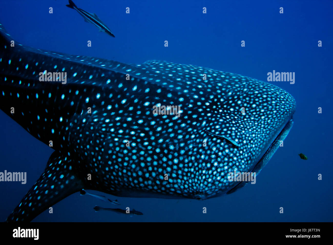 giant, fish, underwater, thailand, tropical, shark, whale, salt water ...