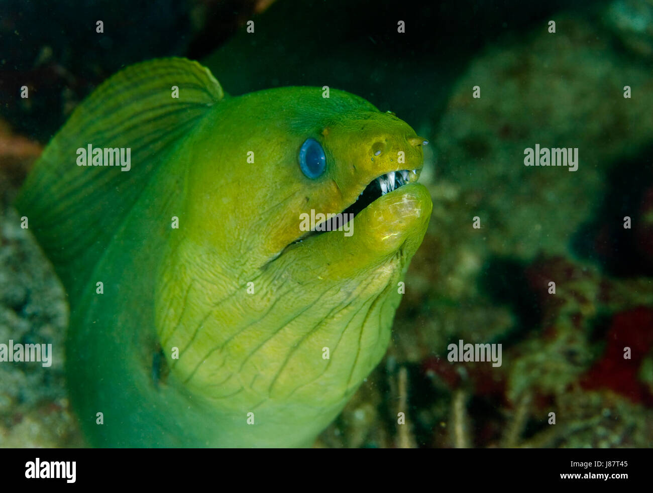 closeup, teeth, portrait, underwater, scary, tropical, reef, caribbean ...