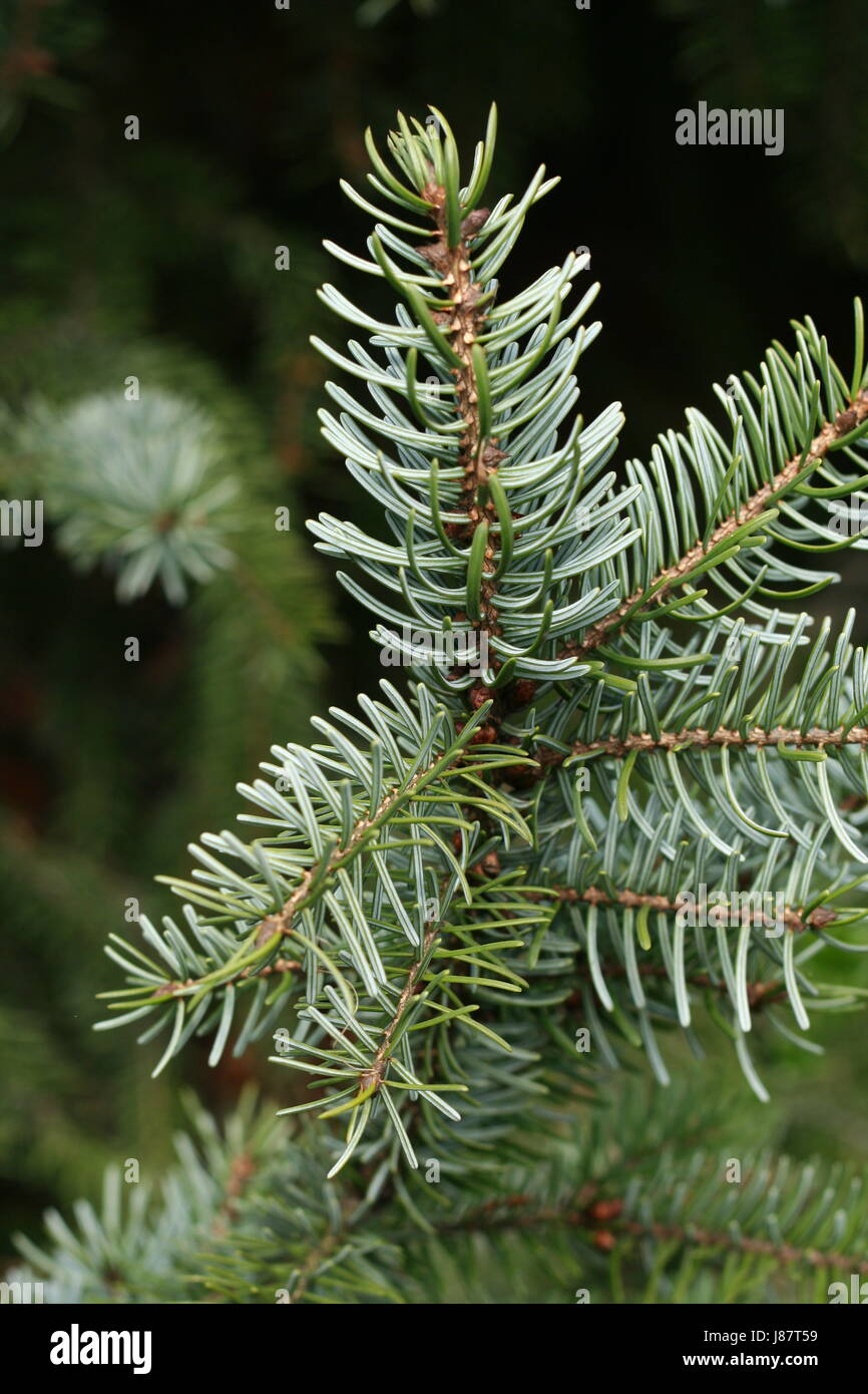 tree, green, branch, evergreen, needles, fir, nature, park, garden ...