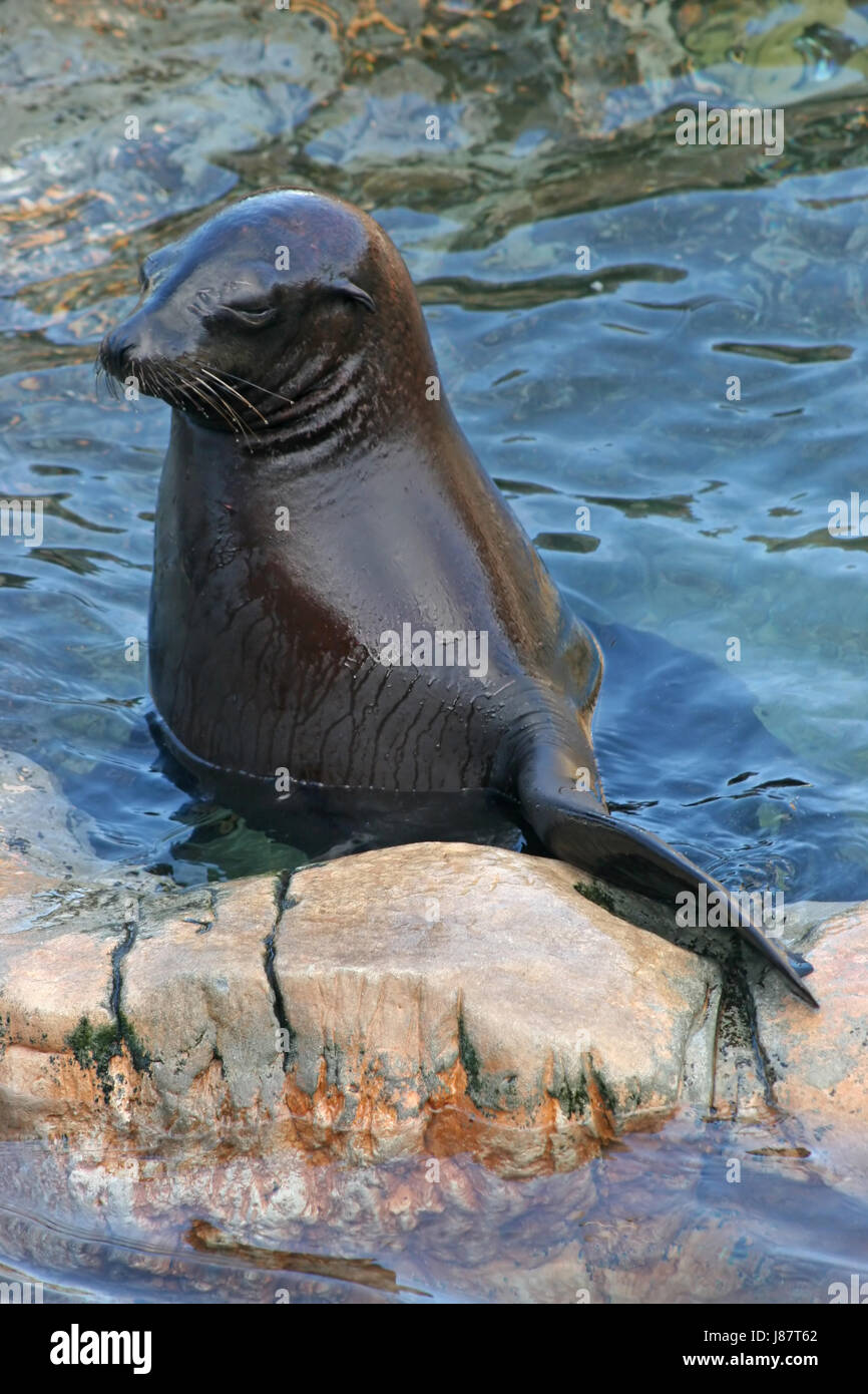 Black seal animal hi-res stock photography and images - Alamy