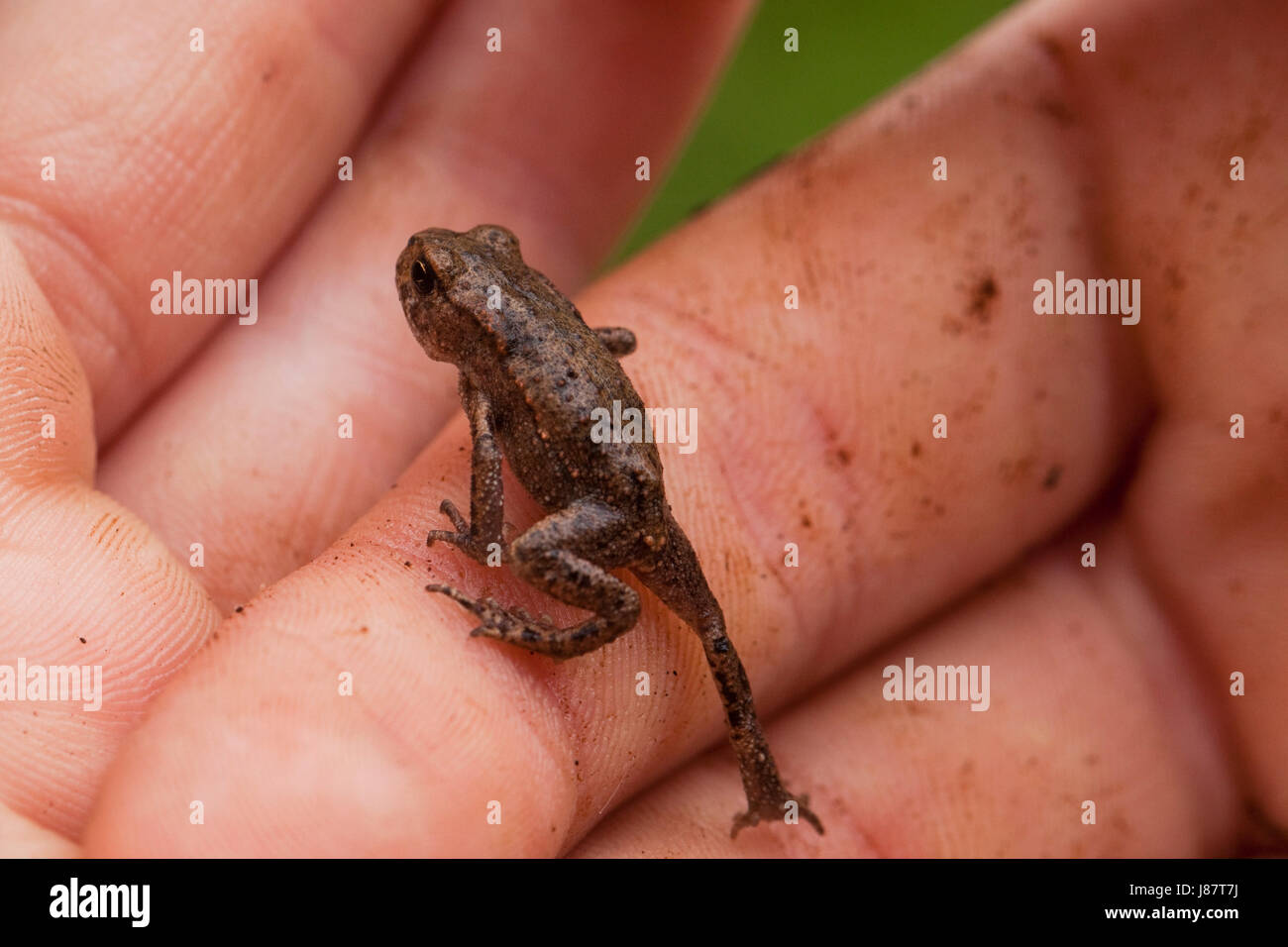 Frog in hand hi-res stock photography and images - Alamy