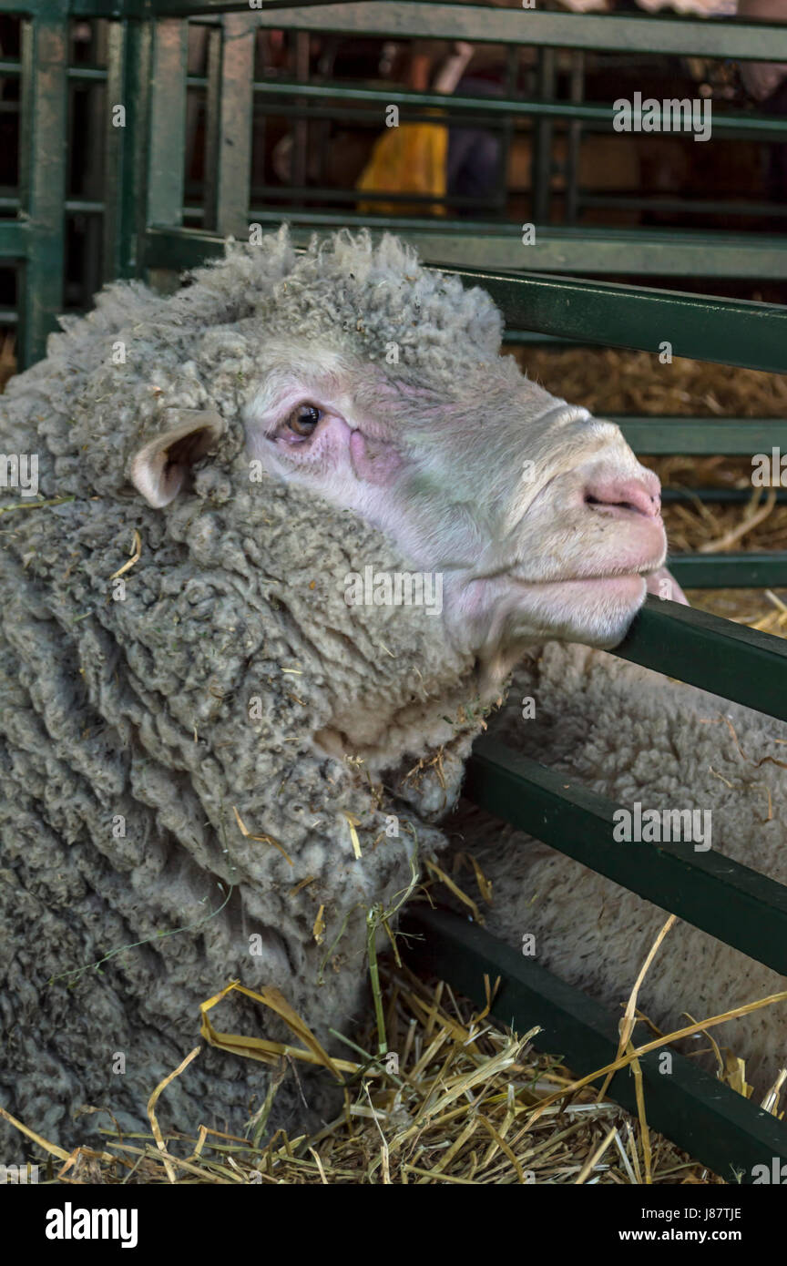 Close up of a sheep head in a farm cowshed. Selective focus Stock Photo ...